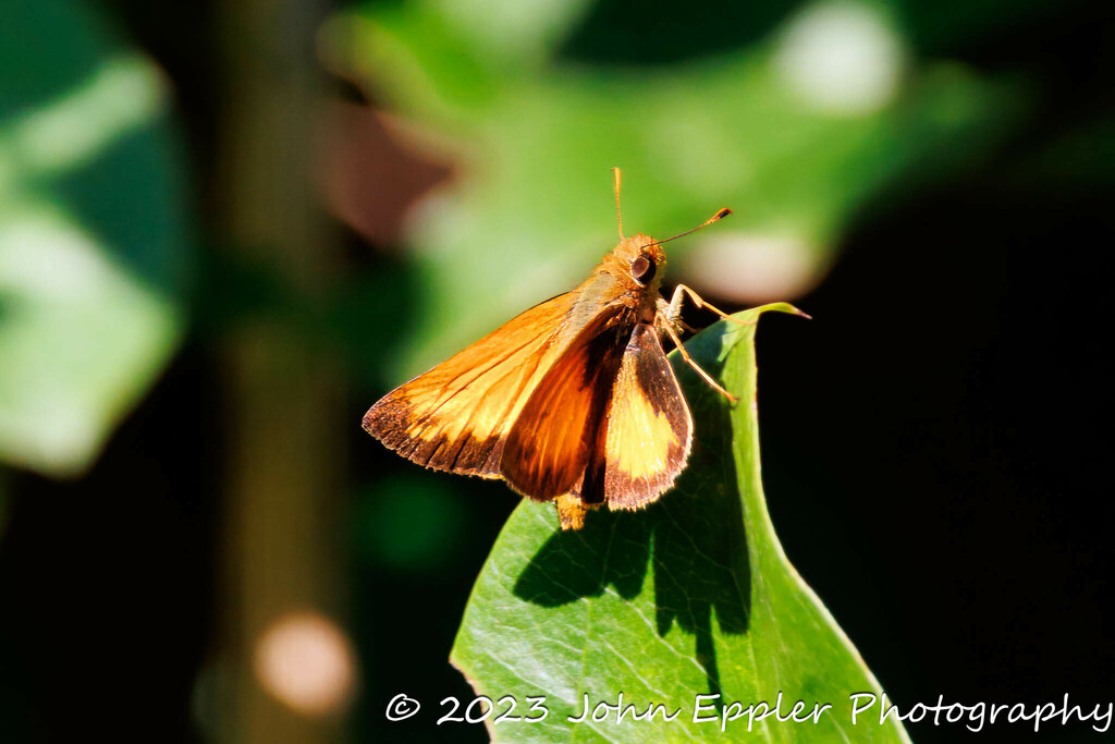 Delaware Skipper from Woodbridge, VA 22191, USA on August 17, 2023 at ...