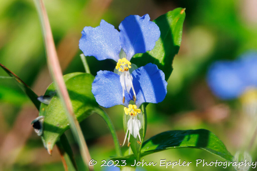 Asiatic dayflower from Woodbridge, VA 22191, USA on August 17, 2023 at ...