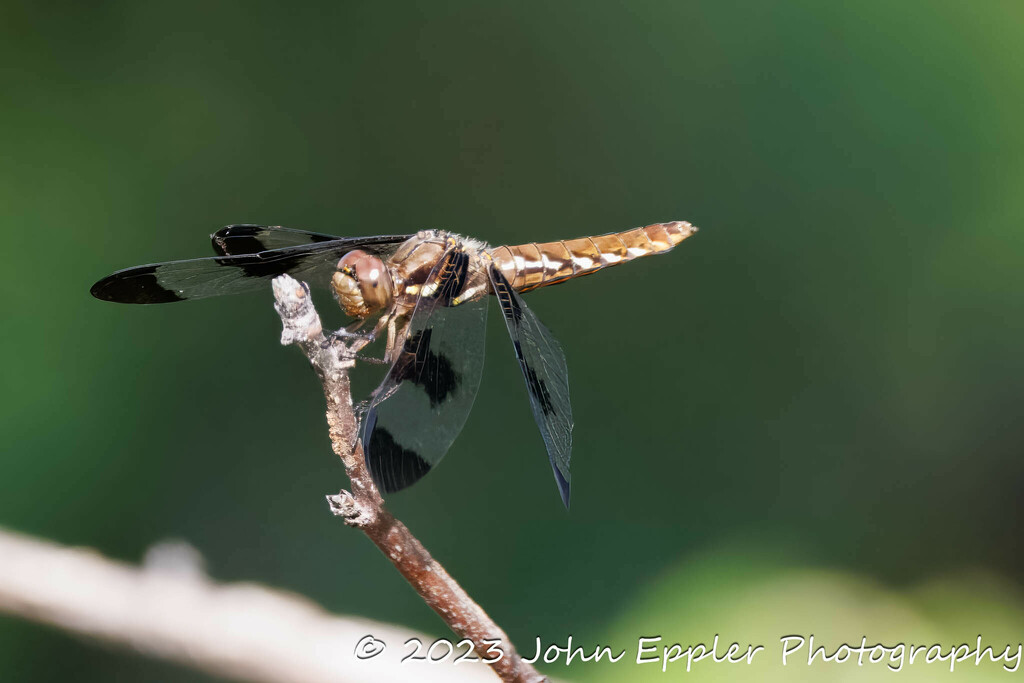 Common Whitetail from Woodbridge, VA 22191, USA on August 17, 2023 at ...