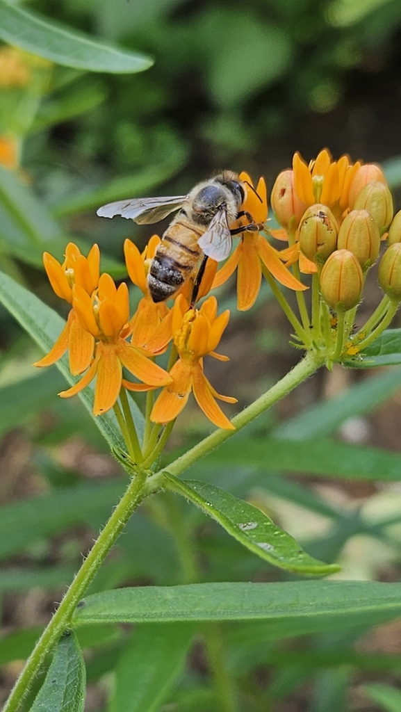Western Honey Bee from Belknap, Louisville, KY 40205, USA on August 23 ...