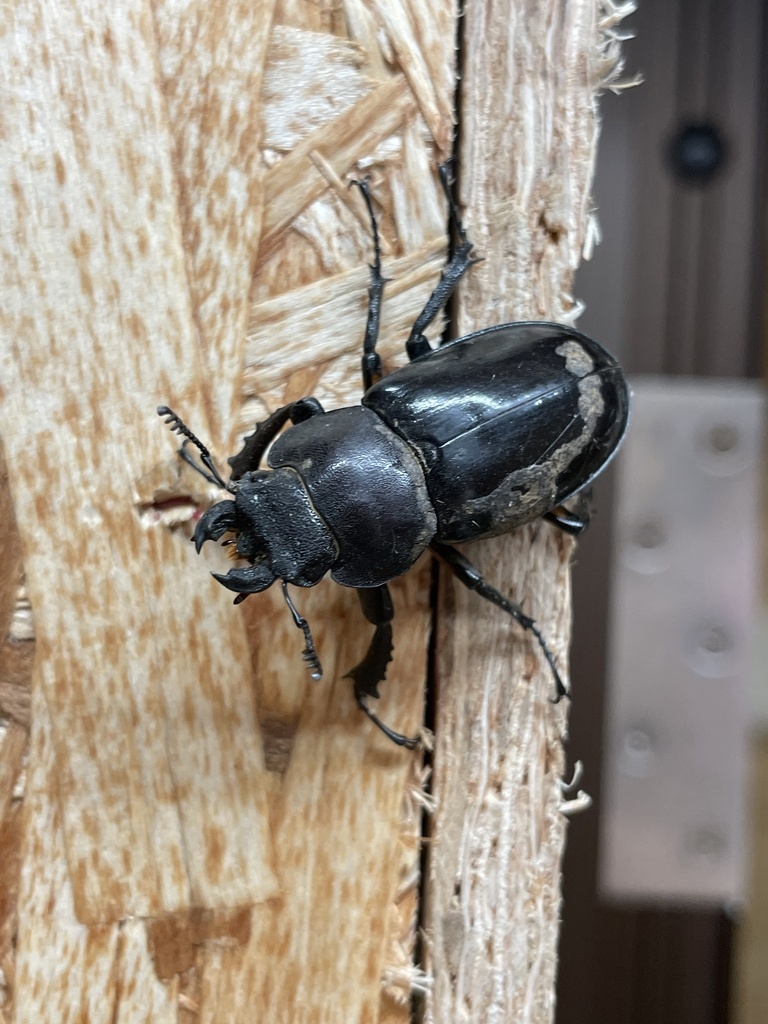 Lucanus maculifemoratus maculifemoratus in August 2023 by ...