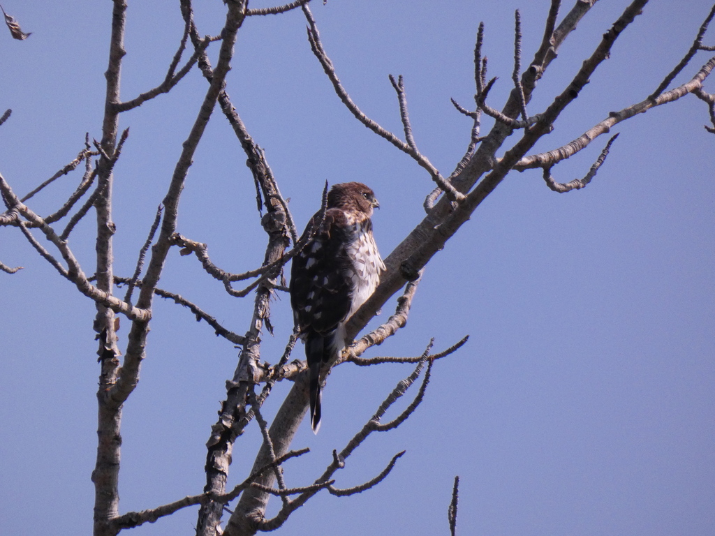 Cooper's Hawk from Rocky View, AB, Canada on August 23, 2023 at 11:07 ...
