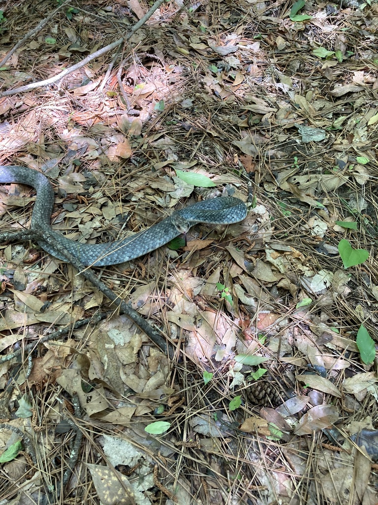 Buttermilk Racer from Sam Houston National Forest, Cleveland, TX, US on ...