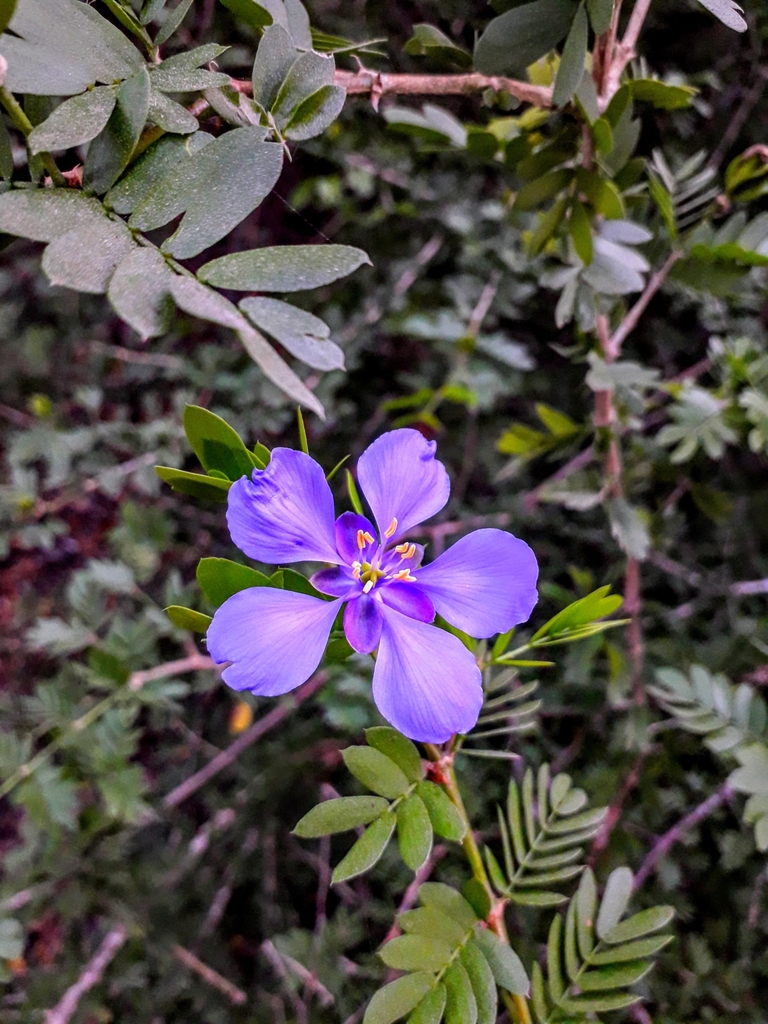 caltrops and ratanies (Zygophyllales) - Botanical Realm