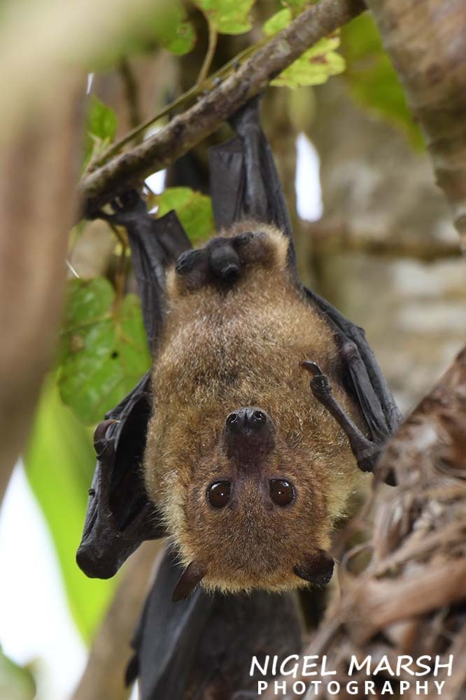 Admiralty Flying-fox from Kavieng District, Papua New Guinea on August ...