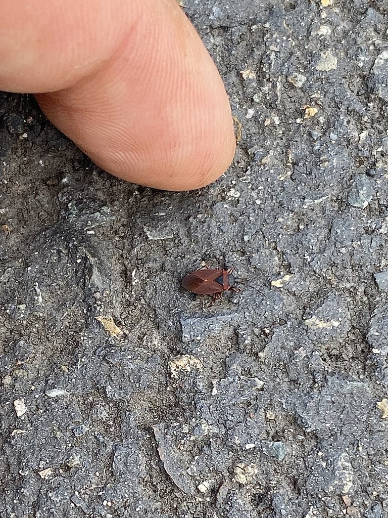 Gastrodes pacificus from Budd St NW, Olympia, WA, US on August 23, 2023 ...