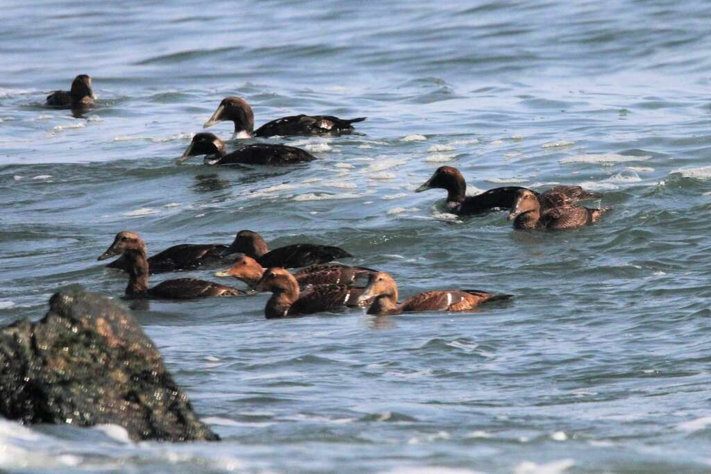 Common Eider from Sussex County, DE, USA on November 21, 2020 at 01:47 ...
