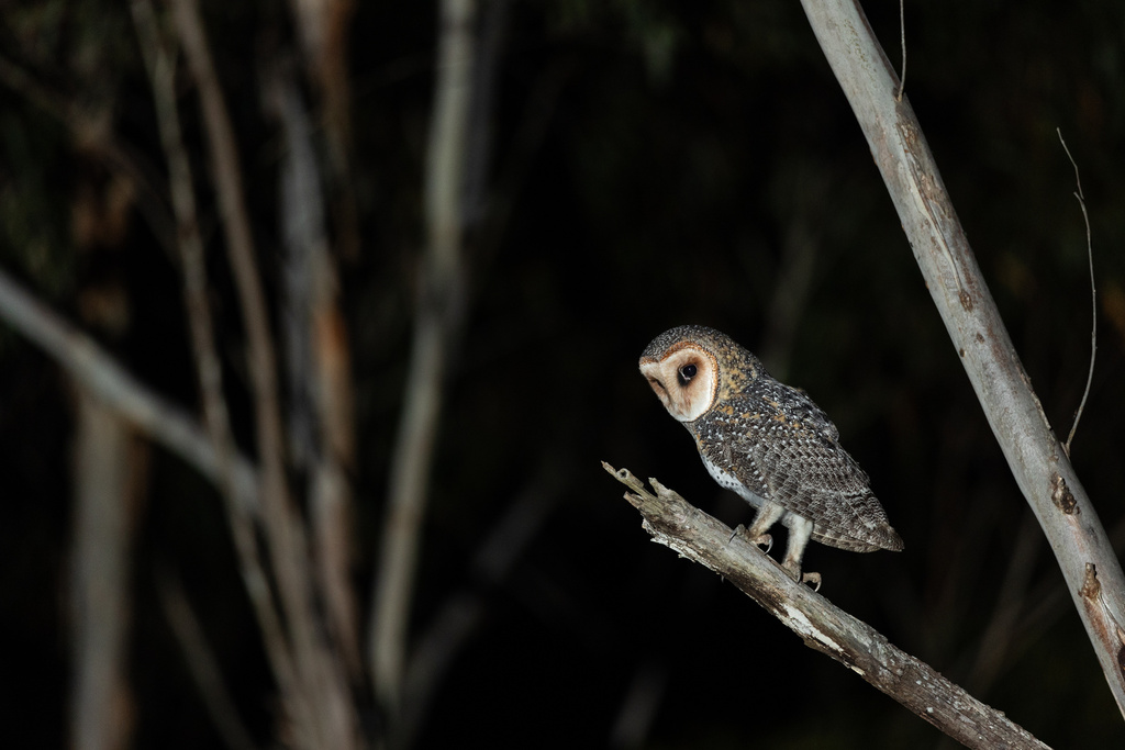 Southern Australian Masked Owl in August 2023 by Indra Bone · iNaturalist
