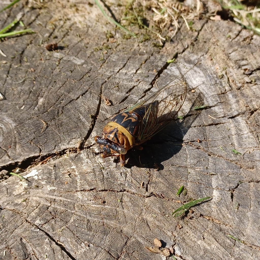 Resh Cicada from Tulsa, OK, USA on August 20, 2023 at 09:54 AM by ...