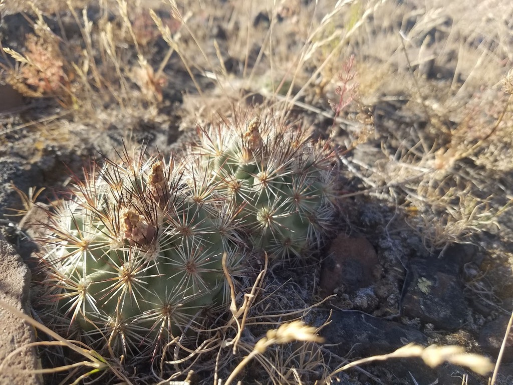 Columbia Plateau Cactus in June 2019 by song_dog · iNaturalist