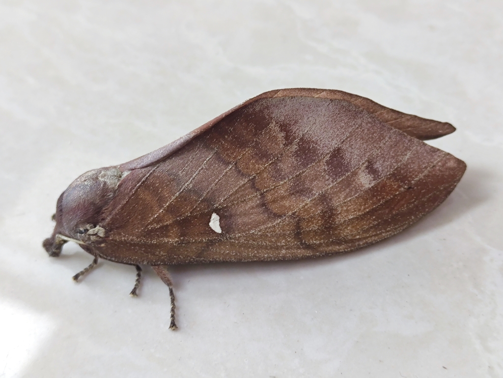 Lappet Moths from 云南省昆明市盘龙区昆明植物园西园-东门 on August 24, 2023 at 10:27 AM by ...