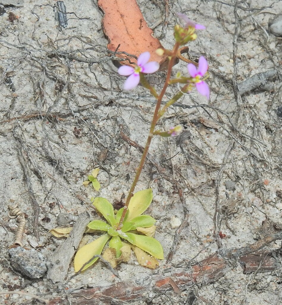 frail triggerplant from Talegalla Weir QLD 4650, Australia on August 24 ...