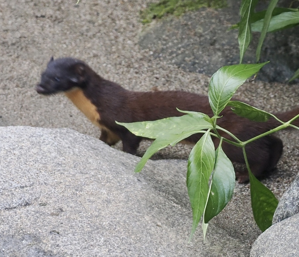 Long-tailed Weasel from La Habana, Buga, Valle del Cauca, CO on August ...