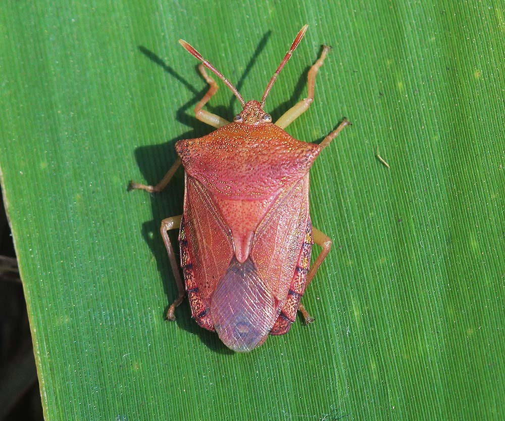 Pygoplatys Dallas, 1851