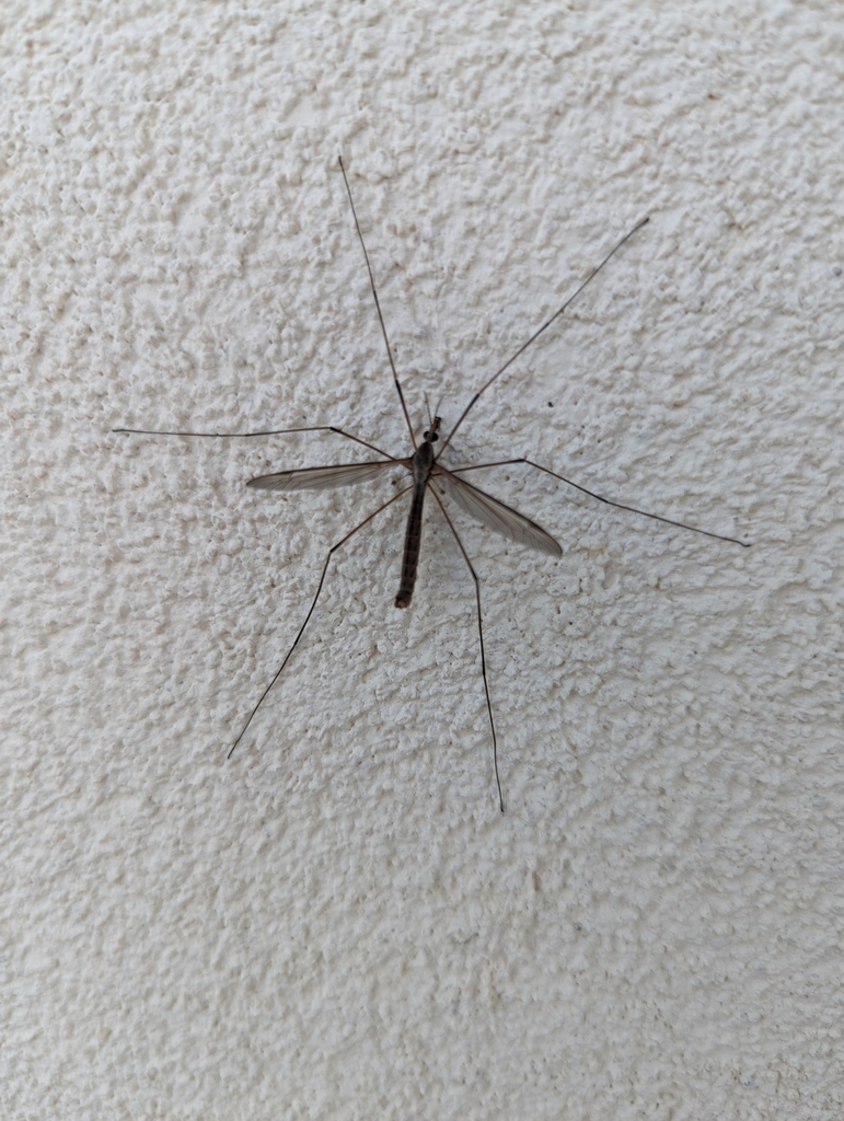 Marsh Crane Fly from Spokane on August 23, 2023 at 12:33 PM by ...