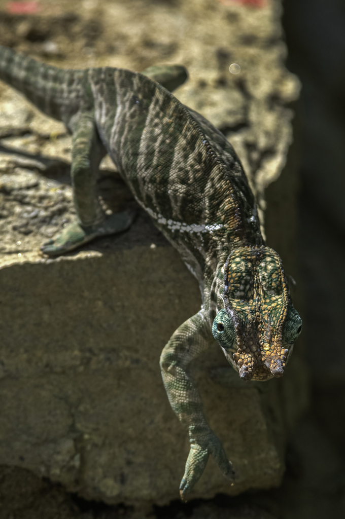 Two-banded Chameleon in November 2008 by David Bishop · iNaturalist