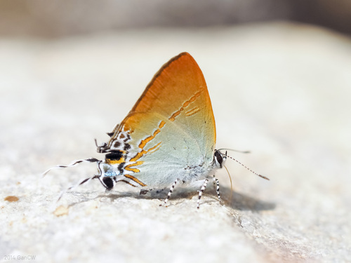 Purple Tit (Hypolycaena merguia) · iNaturalist
