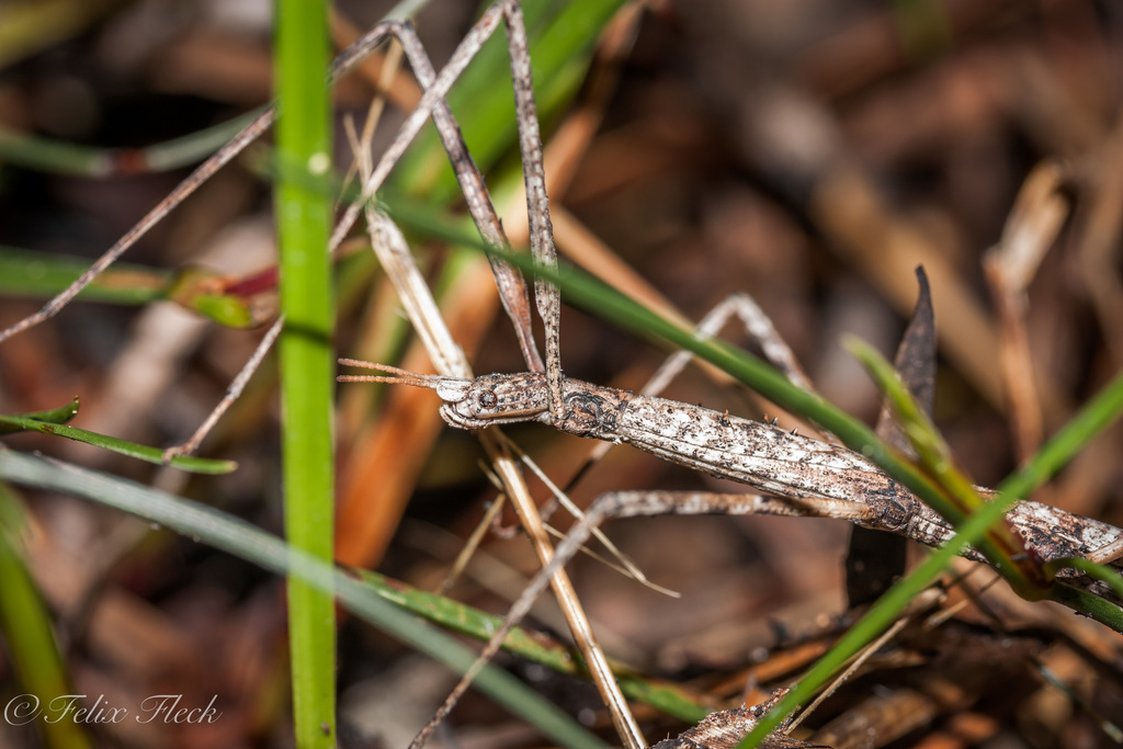 Spiny-thorax Stick Insect (Bollygum Dell Biodiversity) · iNaturalist