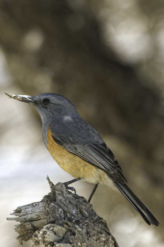 Littoral Rock-Thrush from Anakao, Madagascar on November 9, 2008 at 09: ...
