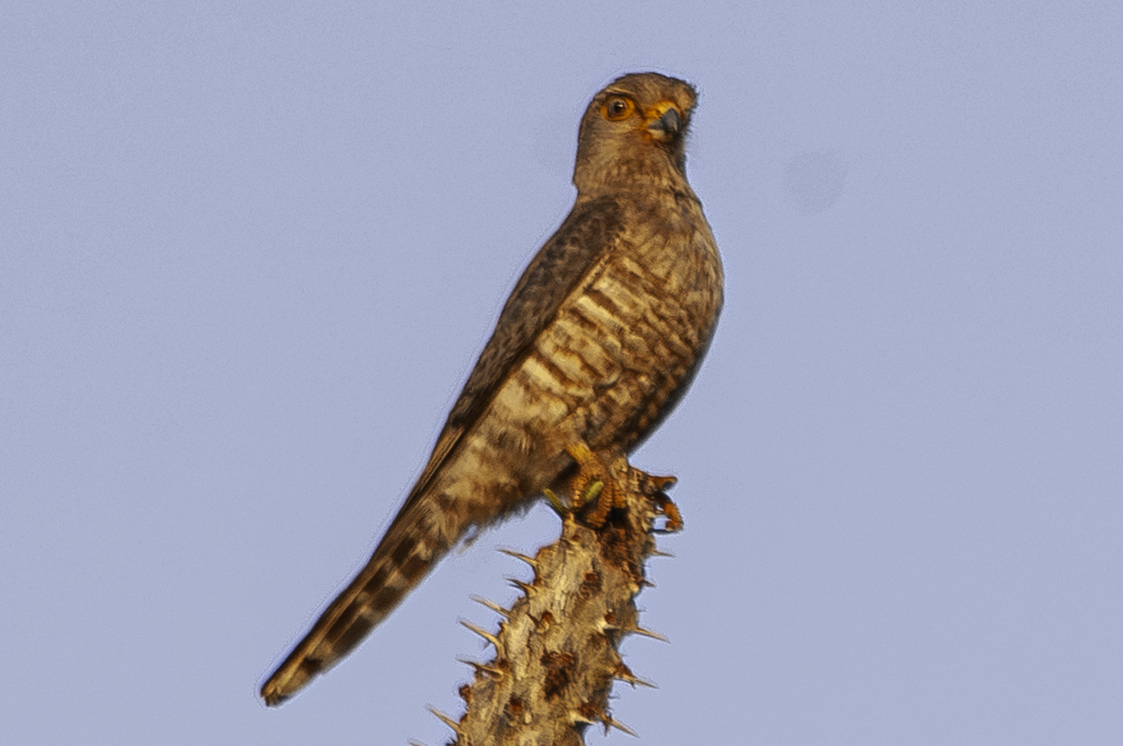 Banded Kestrel from Toliary-II, Madagascar on November 8, 2010 at 05:53 ...