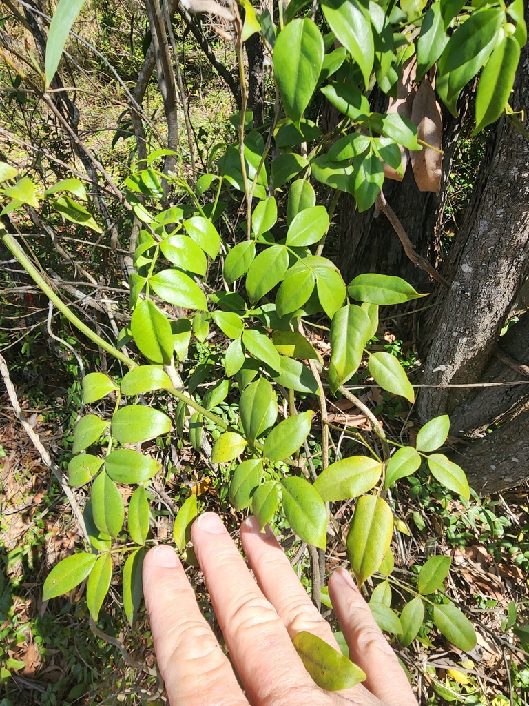 Bower Plant in August 2023 by pcopping_ecp · iNaturalist