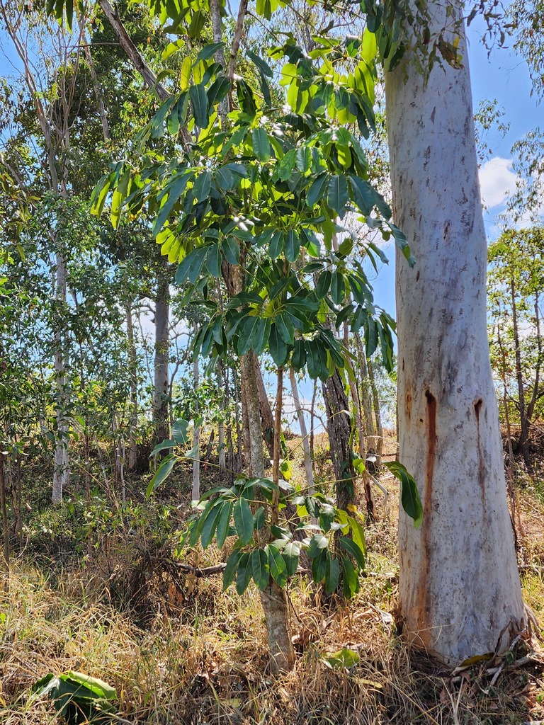 Australian Umbrella Tree in August 2023 by pcopping_ecp · iNaturalist