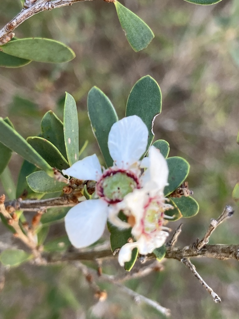 Australian Tea Tree from George Nothling Drive Conservation Area, Point ...