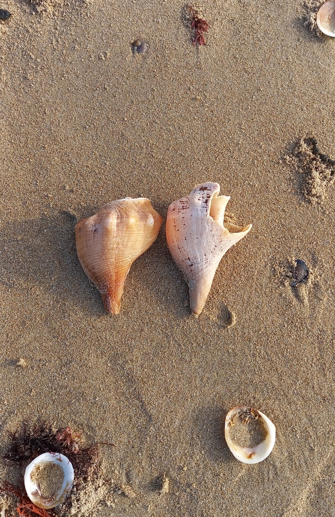 Australian Horse Conch from Bemm River VIC 3889, Australia on August 24 ...