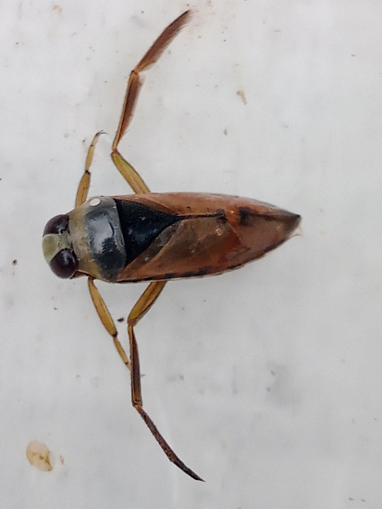 Greater Water Boatman from Нижегородская обл., Россия, 606516 on August ...