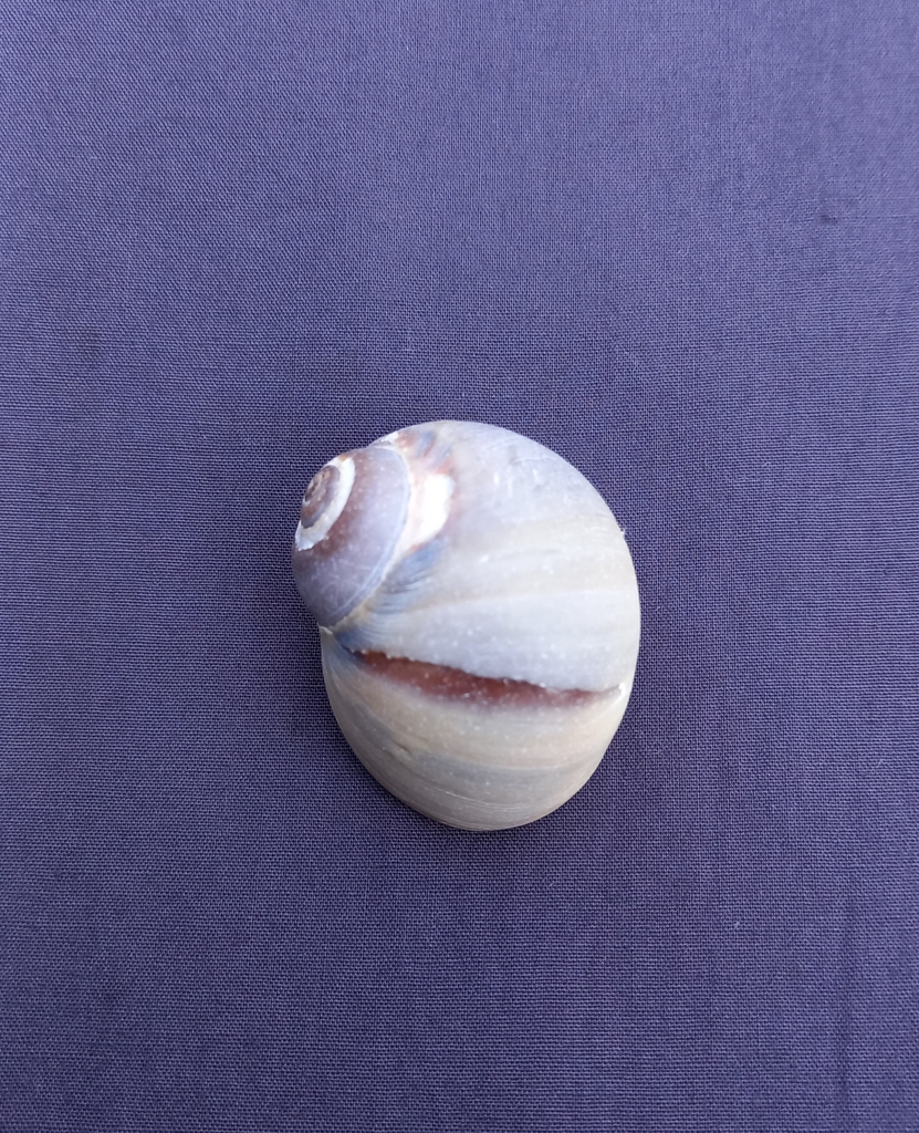 Conuber melastoma from Australia on August 24, 2023 at 08:00 AM by ...