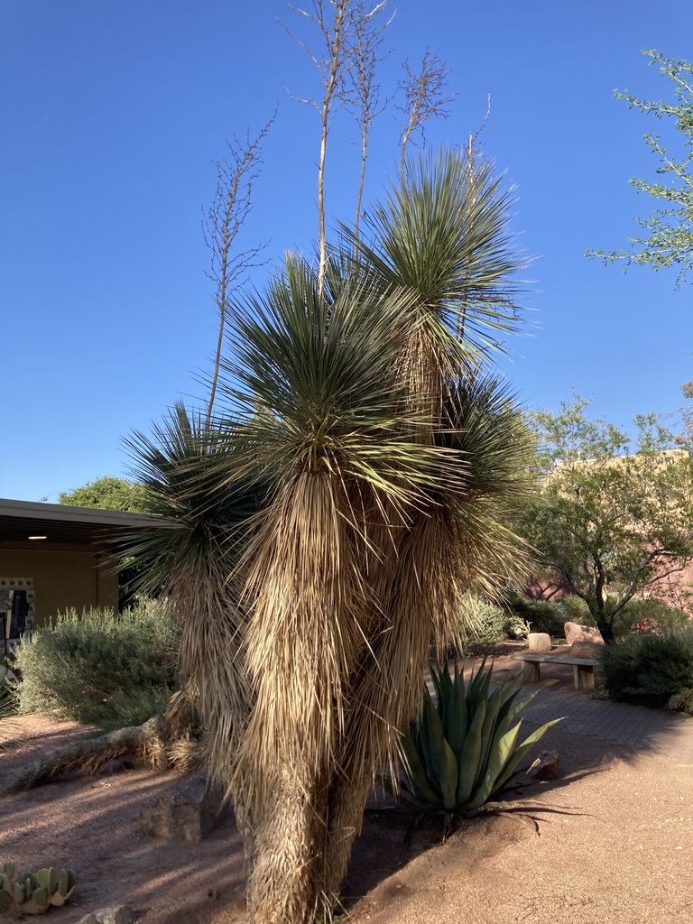 soaptree yucca from University of Nevada, Las Vegas, NV, US on August ...