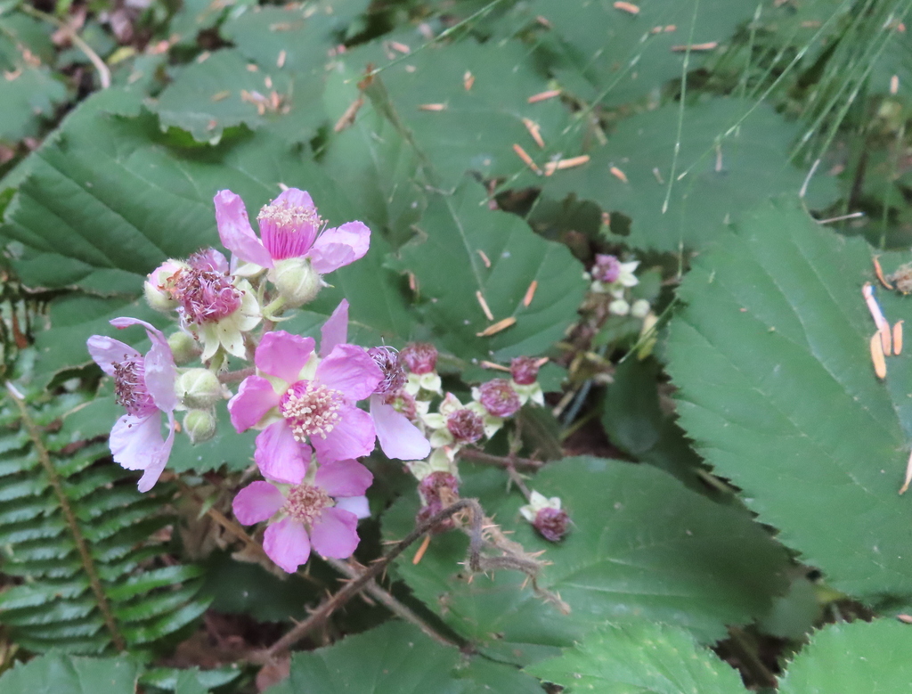 European Blackberry from Port Angeles, WA, USA on August 23, 2023 at 08 ...