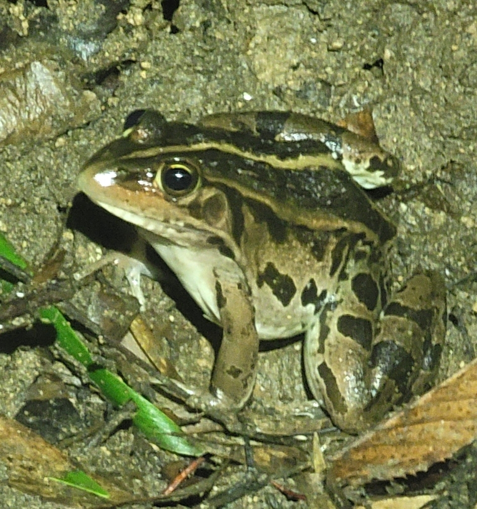 Black-spotted Frog in August 2023 by Amaël Borzée · iNaturalist