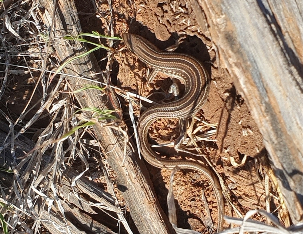Robust Ctenotus from Glenmorgan QLD 4423, Australia on August 24, 2023 ...