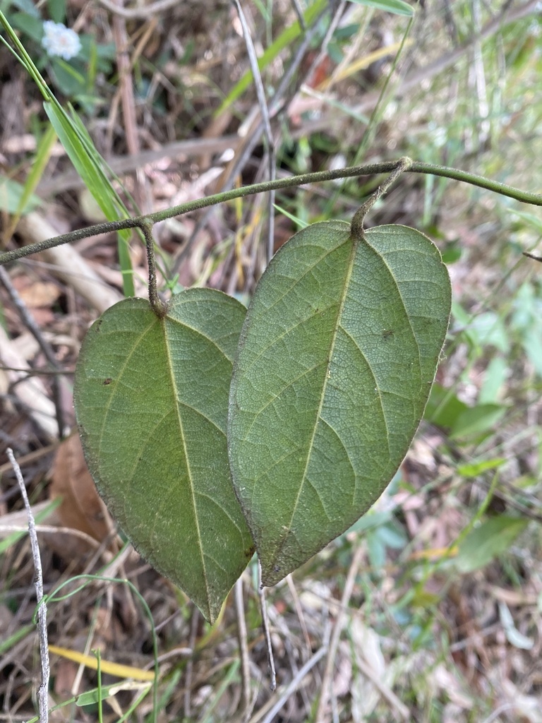 Hypserpa decumbens from Parsons Rd, Forest Glen, QLD, AU on August 24 ...