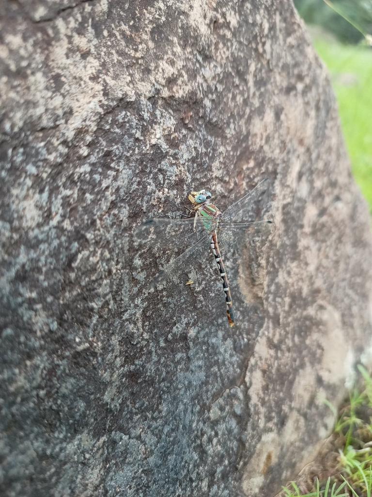 Black-tailed Ringtail from Yécora, MX-SO, MX on August 7, 2023 at 04:12 ...