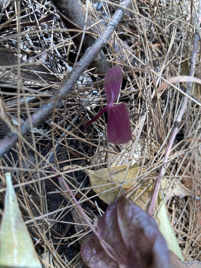 Common Yam Vine from Lamington National Park, Binna Burra, QLD, AU on August 24, 2023 at 01:22 ...