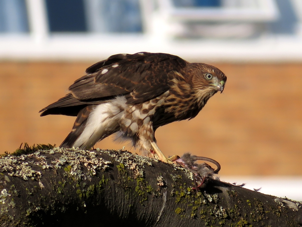 Cooper's Hawk from Menzies at Michigan, Victoria, BC V8V, Canada on ...