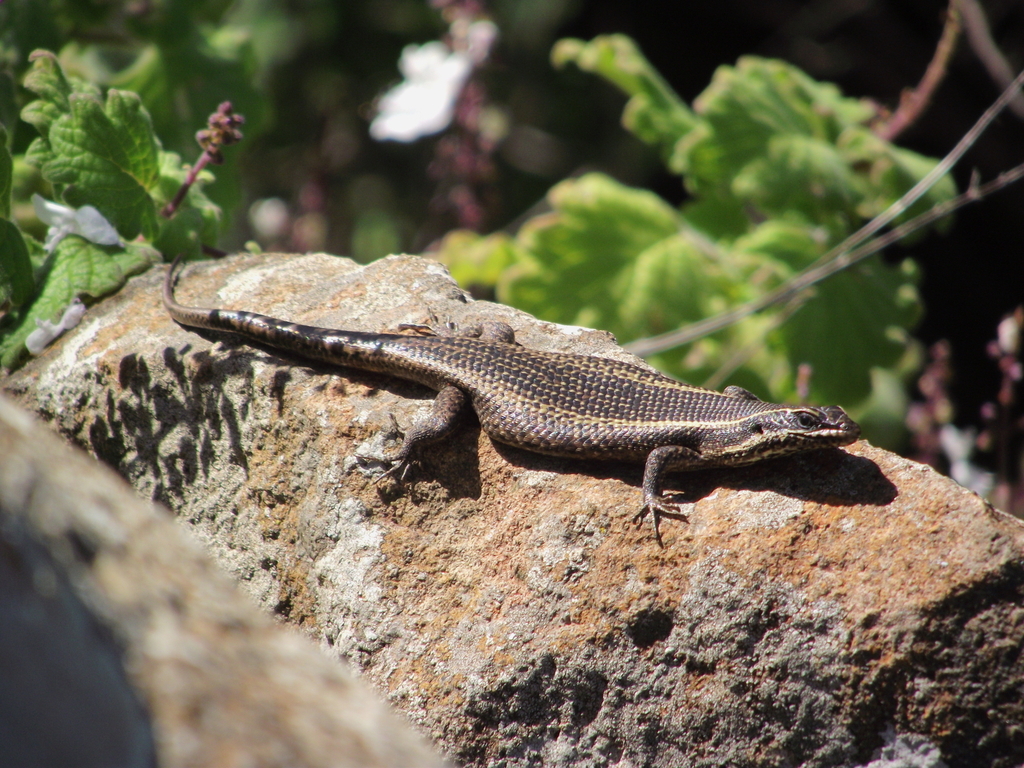 Speckled Rock Skink from uThukela District Municipality, South Africa ...