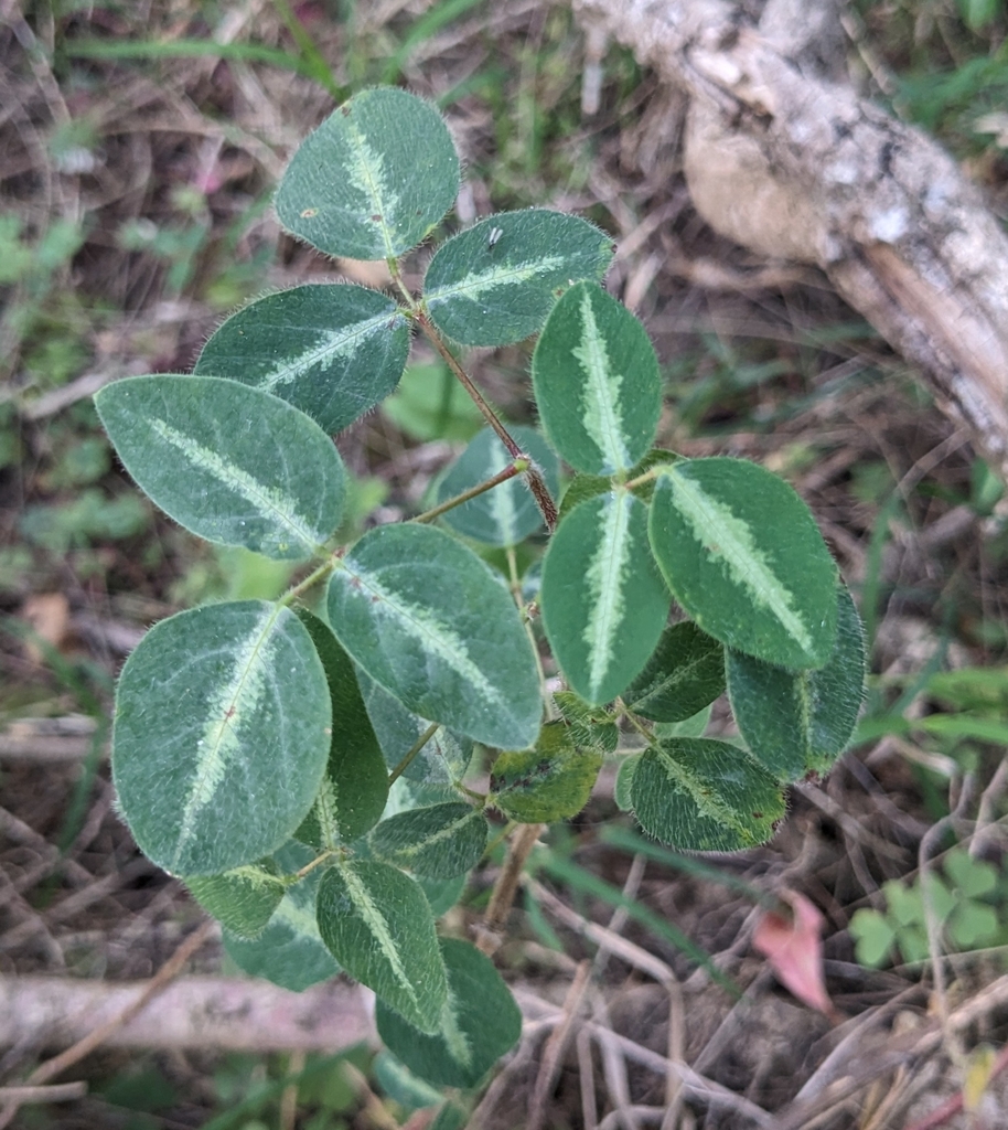 Silverleaf Desmodium from Moy Pocket QLD 4574, Australia on August 24 ...