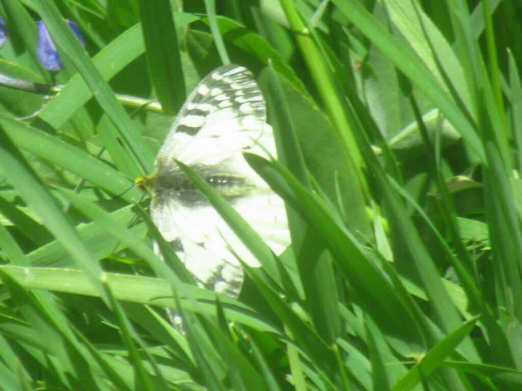 Clodius Parnassian from Tuolumne County, CA, USA on August 17, 2023 at ...