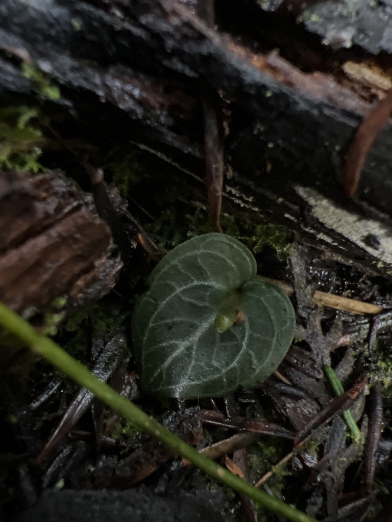 Corybas abditus in August 2023 by orchidup · iNaturalist