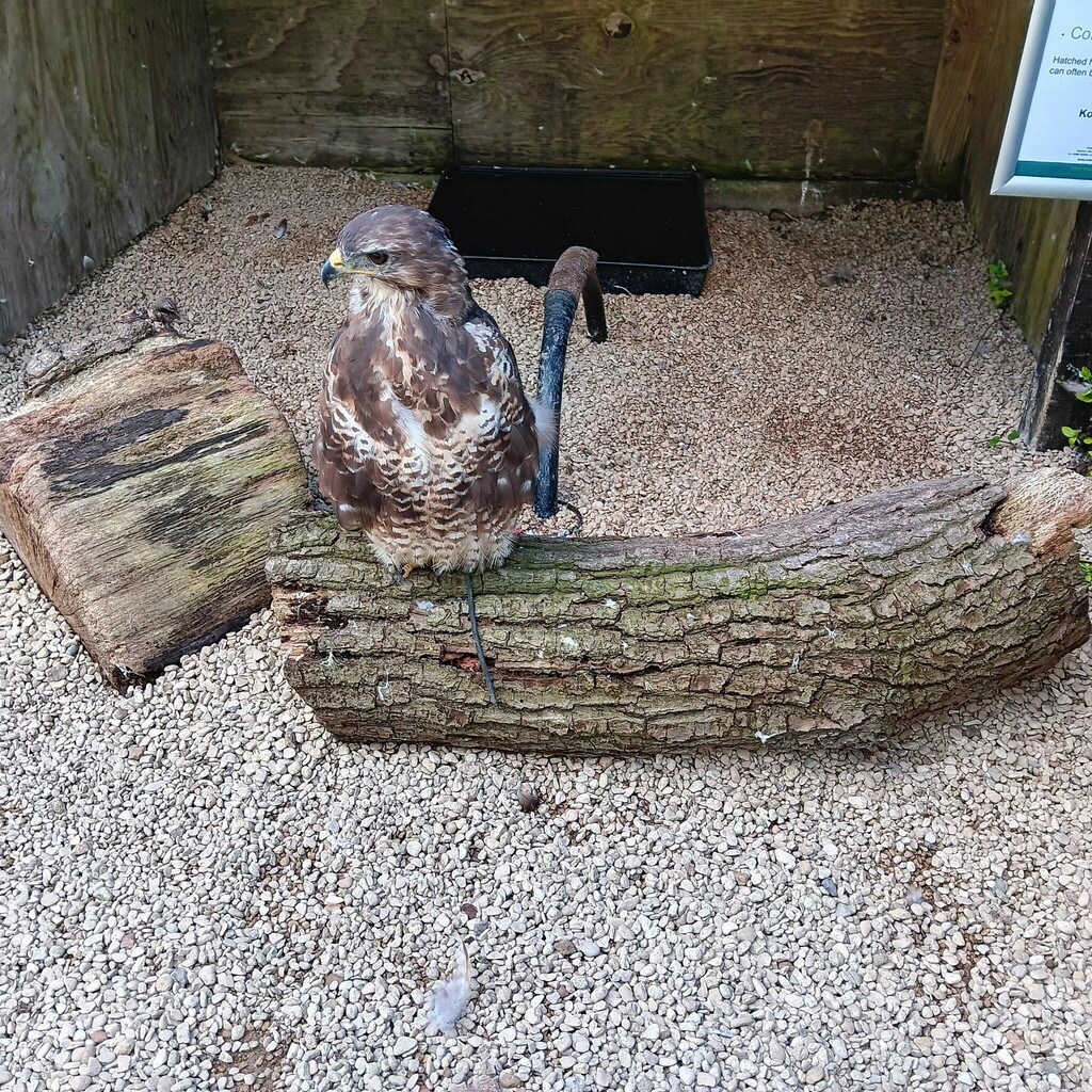 Common Buzzard from Gloucestershire, UK on August 22, 2023 at 07:40 AM ...