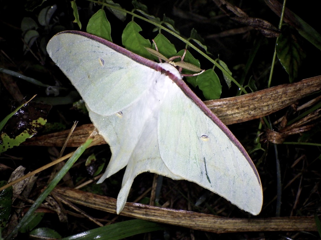 Actias aliena aliena from 大山隠岐国立公園, 真庭市, 岡山県, JP on August 19, 2023 at ...