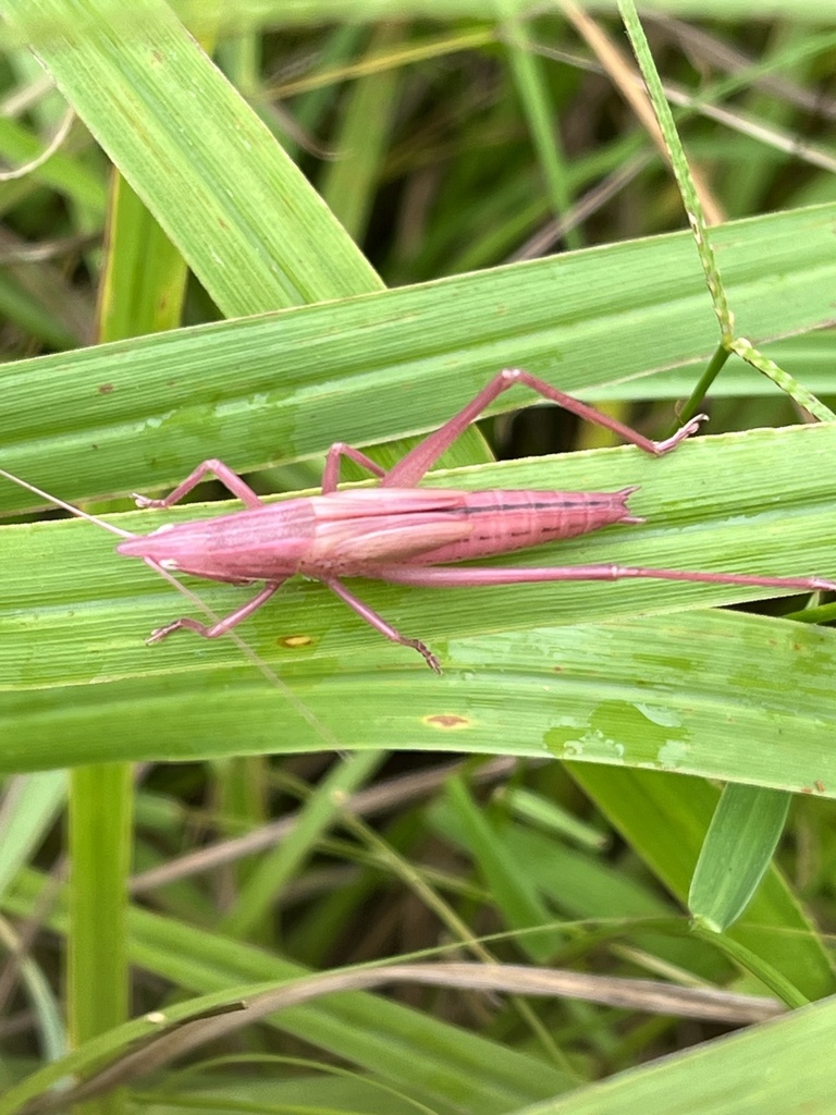 Euconocephalus varius from 奄美群島国立公園, 大島郡徳之島町, 鹿児島県, JP on August 24 ...