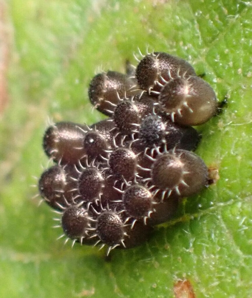 Bronze Shield Bug from Scottish Borders, UK on August 23, 2023 at 09:58 ...