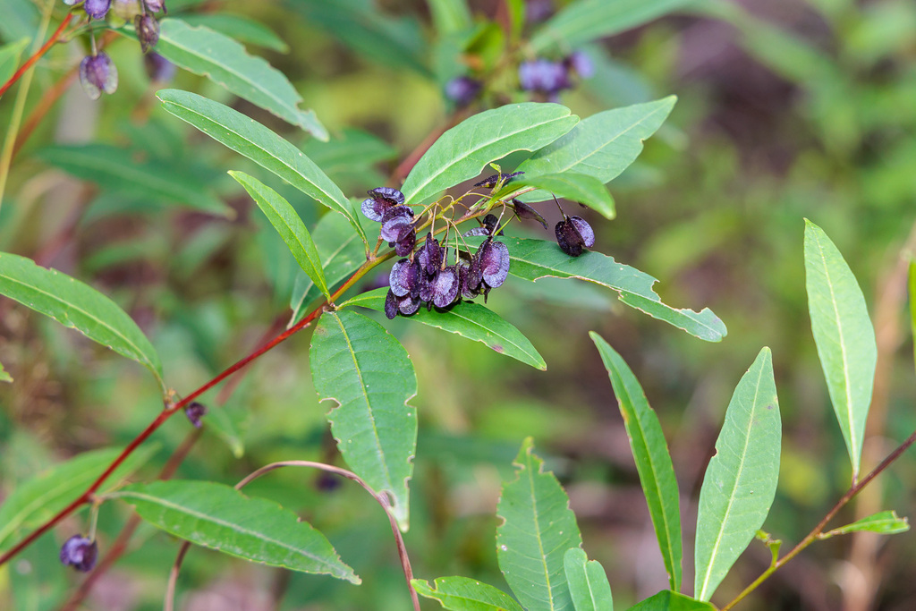 Common Hop Bush from Springbrook QLD 4213, Australia on August 24, 2023 ...