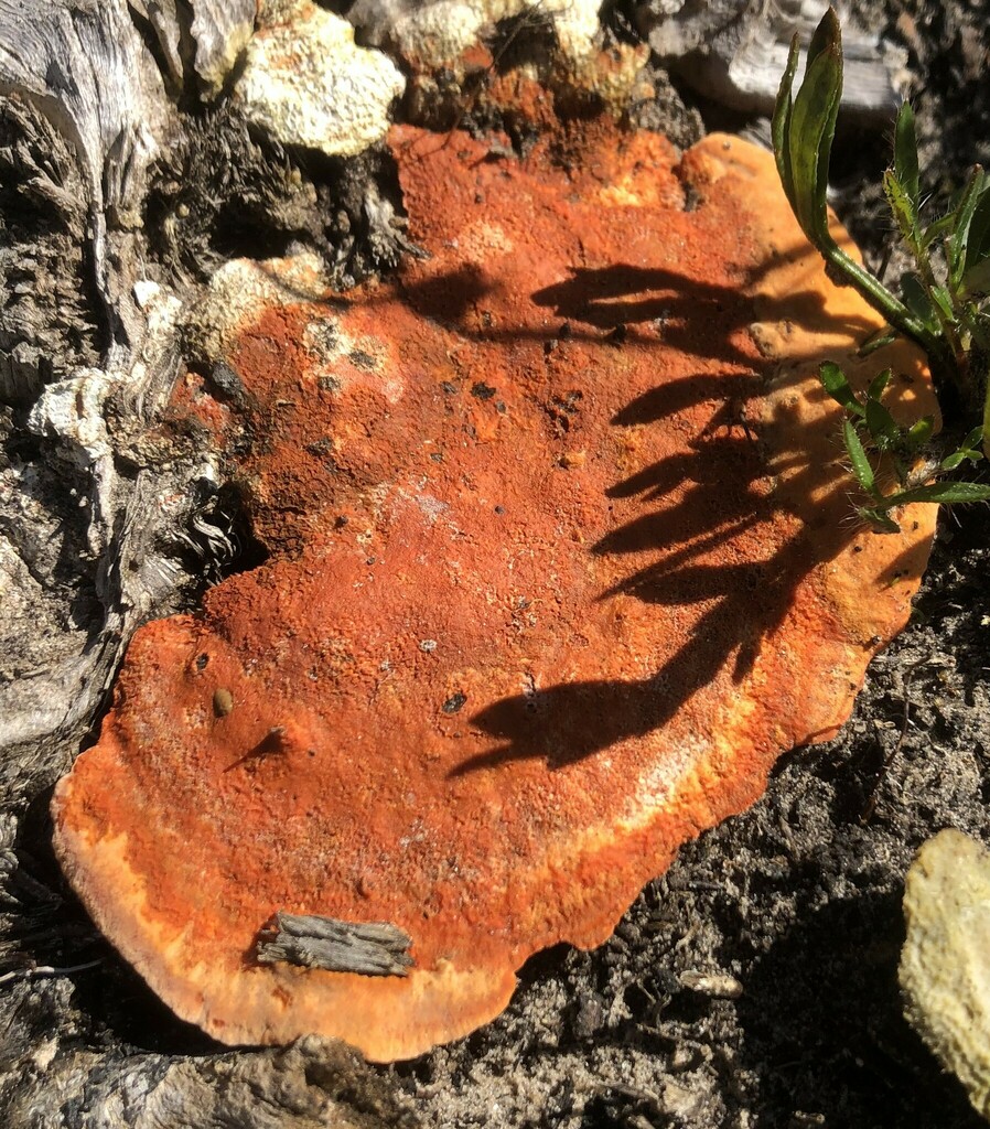 Southern Cinnabar Polypore from Marcollat SA 5271, Australia on August ...