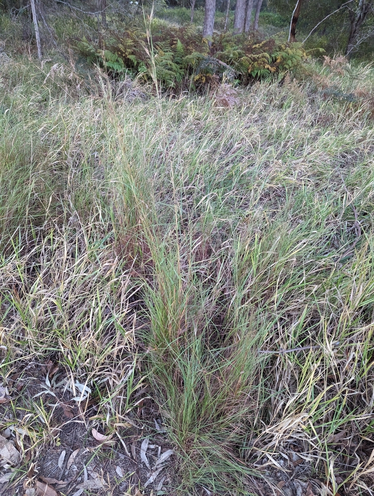 Kangaroo Grass from Glass House Mountains QLD 4518, Australia on August ...