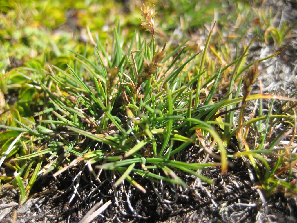 (Poa incrassata) - Botanical Realm